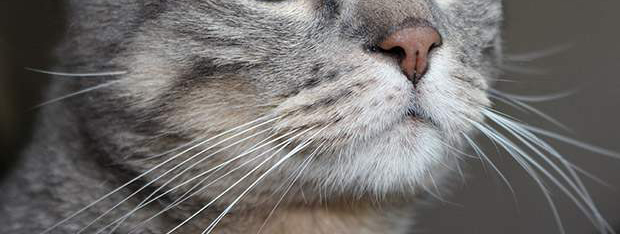 Les moustaches des chats